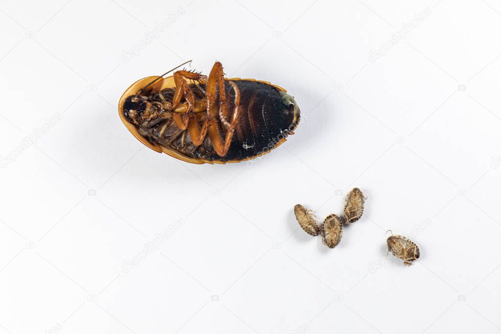 Estudio de la estructura de Blaptica dubia, cucaracha de Dubia, también ...