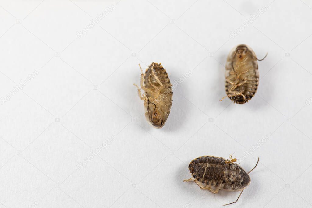 Estudio de la estructura de Blaptica dubia, cucaracha de Dubia, también ...