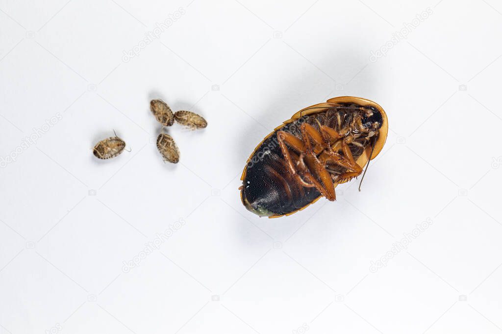 Estudio de la estructura de Blaptica dubia, cucaracha de Dubia, también ...