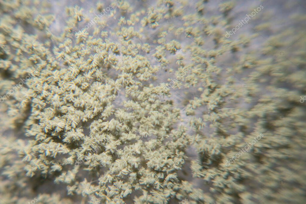 El primer plano de Aspergillus oryzae es un hongo filamentoso, o moho ...