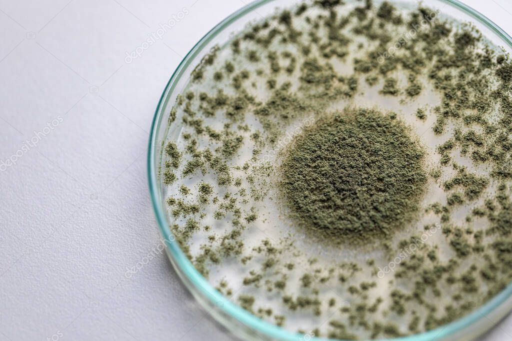 El primer plano de Aspergillus oryzae es un hongo filamentoso, o moho ...