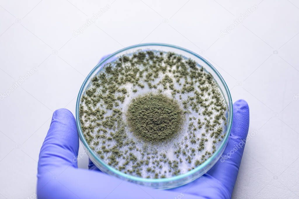 El primer plano de Aspergillus oryzae es un hongo filamentoso, o moho ...