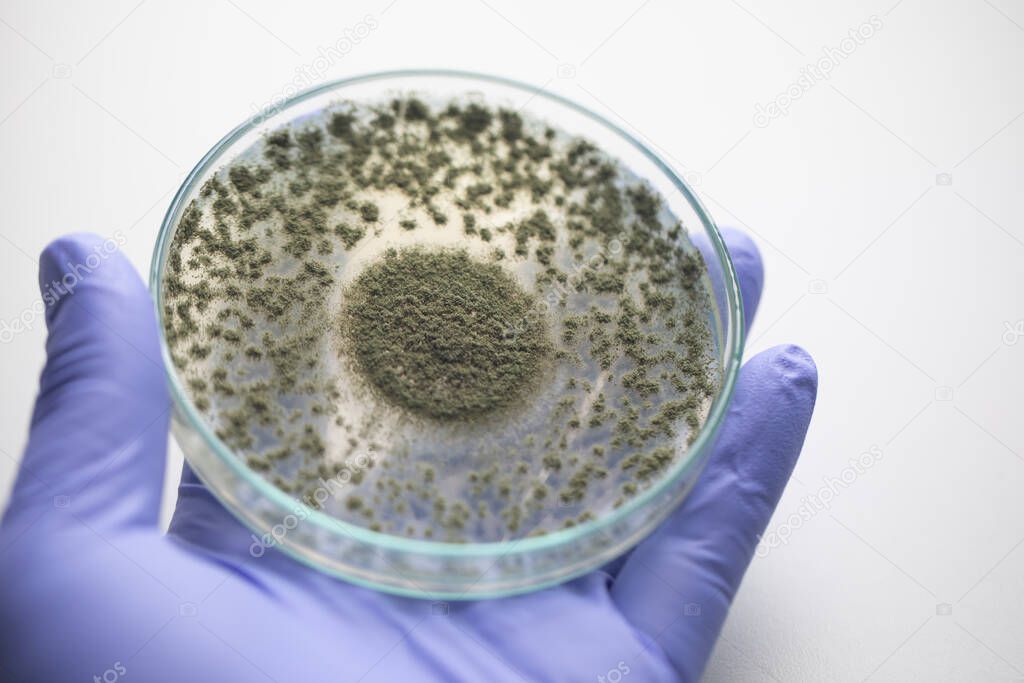 El primer plano de Aspergillus oryzae es un hongo filamentoso, o moho ...
