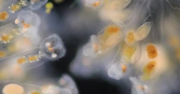 Rotifers Commonly Called Wheel Animals Wheel Animalcules Make Phylum ...
