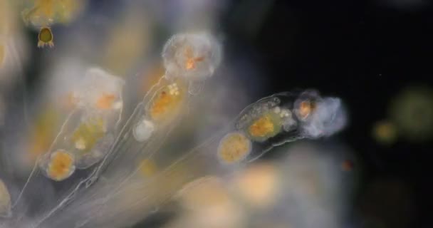 Rotifers Commonly Called Wheel Animals Wheel Animalcules Make Phylum ...