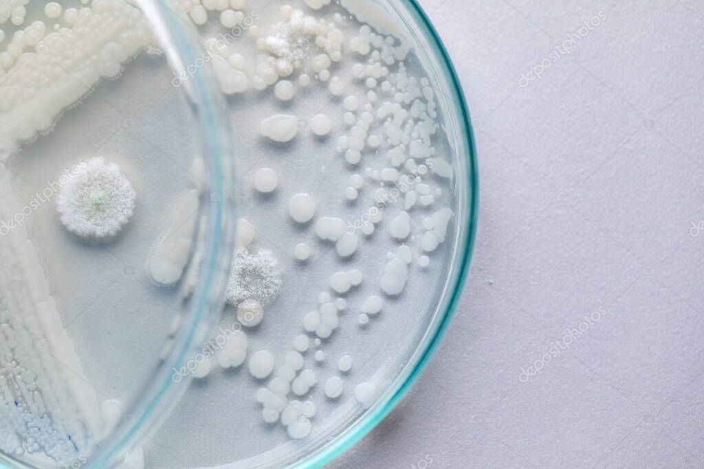 Pichia es un género de levaduras perteneciente a la familia ...