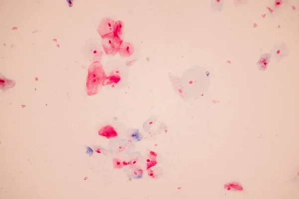 Histological Sample Squamous Epithelial Cells Microscope Stock ...