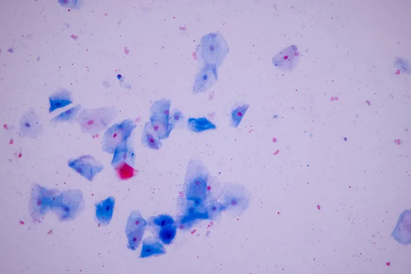 Histological Sample Squamous Epithelial Cells Microscope Stock ...