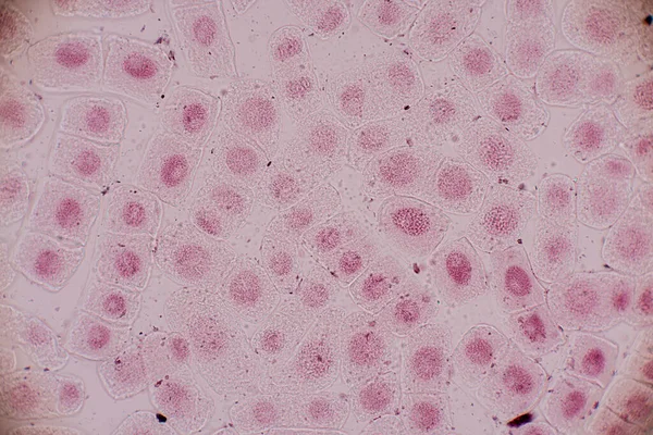 Cellule fungine Stock Photos, Royalty Free Cellule fungine Images ...