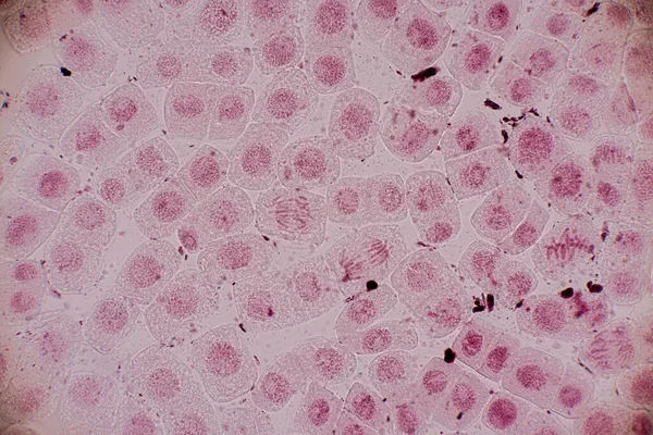 Hormone cell Stock Photos, Royalty Free Hormone cell Images | Depositphotos