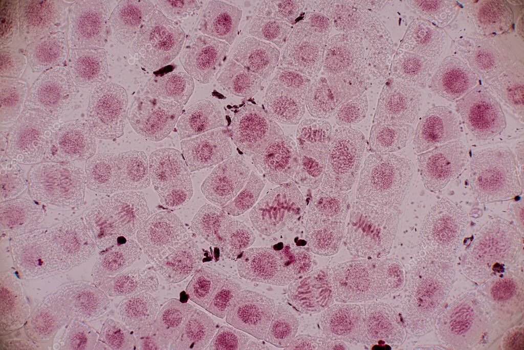 Mitosis cell in the Root tip of Onion under a microscope. 2024