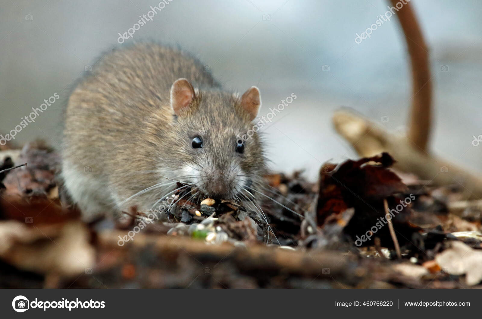 Wild Rats Foraging Woods — Stock Photo © wildlifepirate #460766220