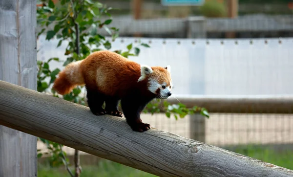 Red panda in captivity Stock Photos, Royalty Free Red panda in ...