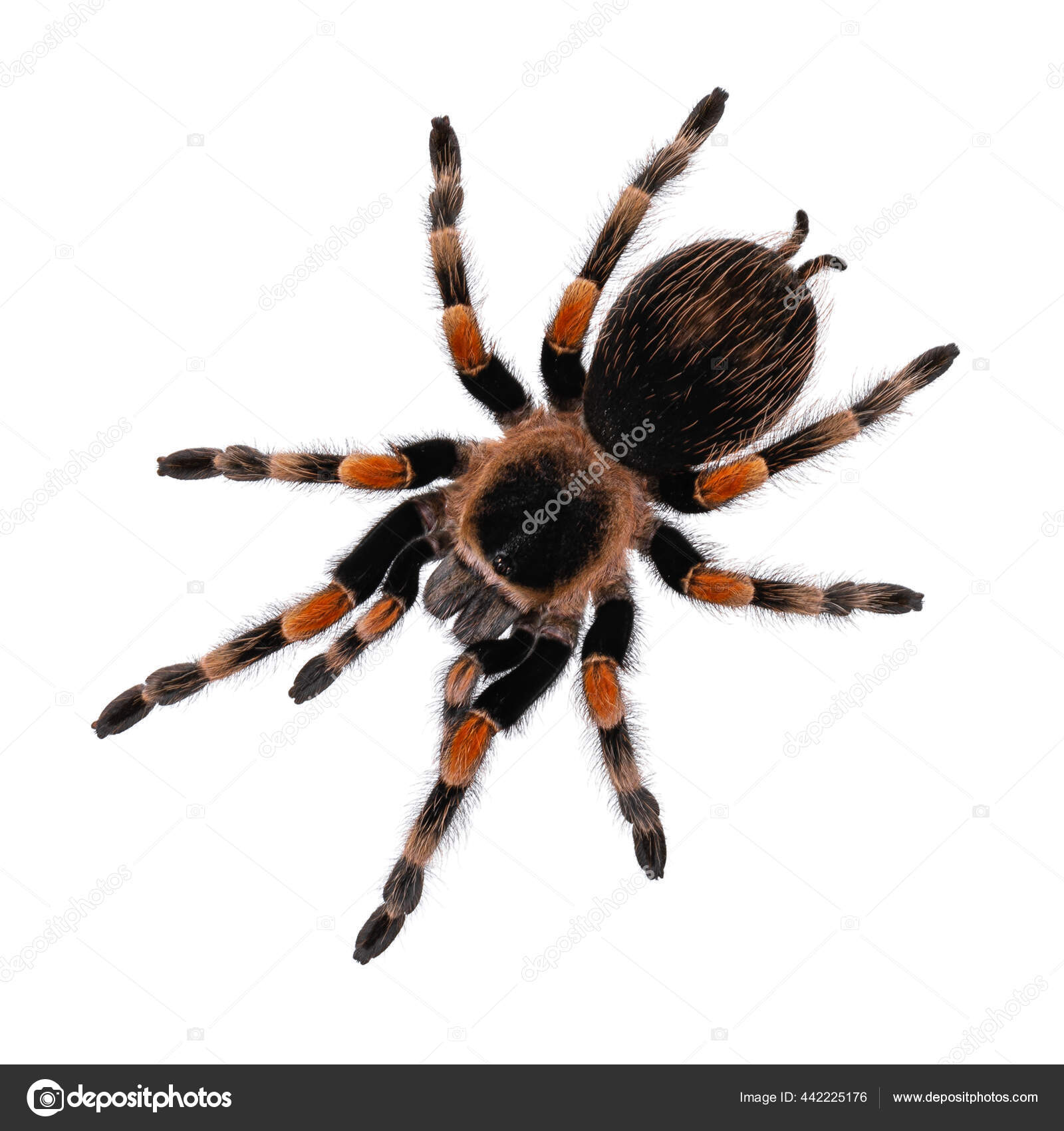 Mexican Red Knee Tarantula Wallpaper