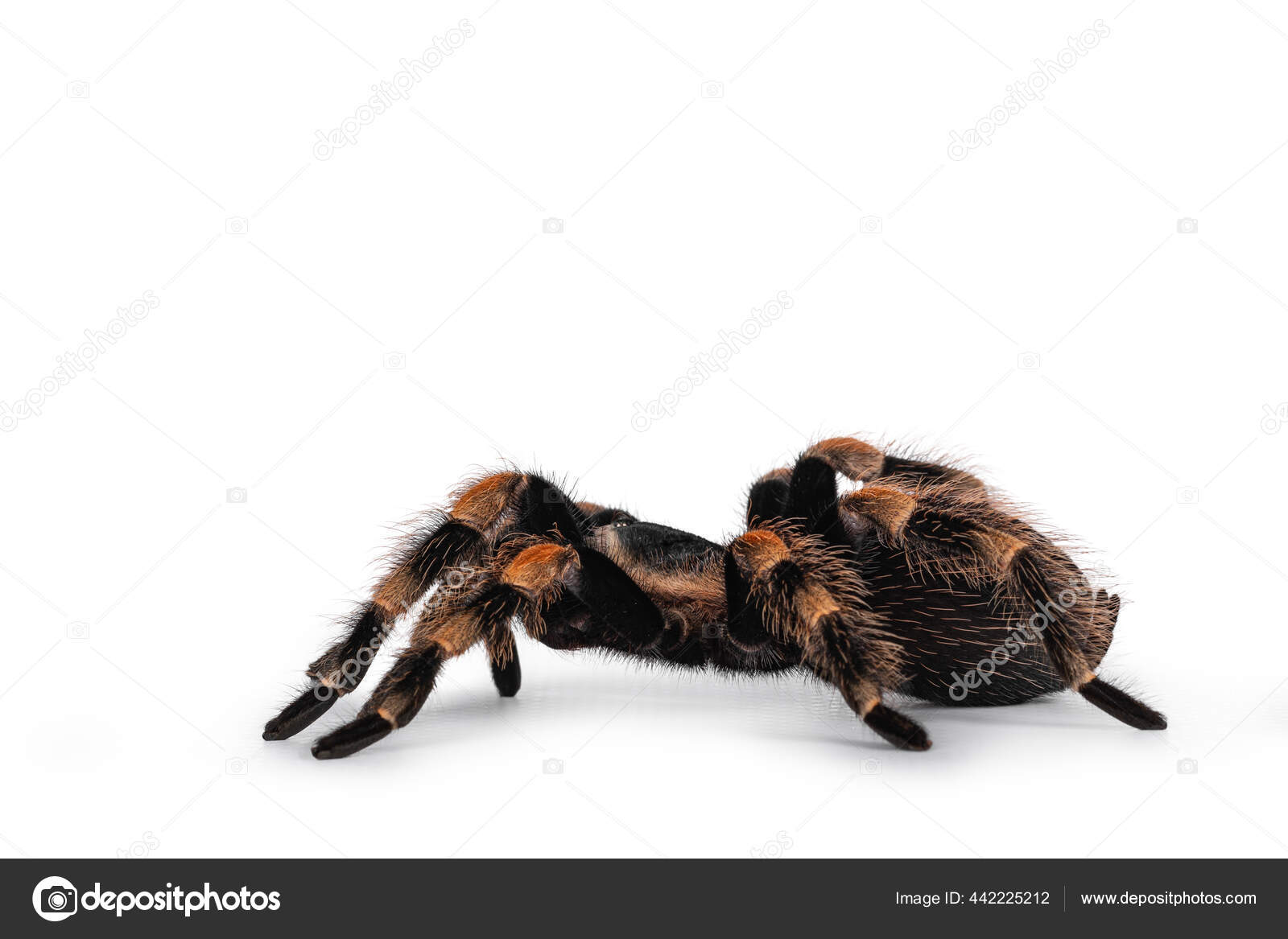 Mexican Red Knee Tarantula Wallpaper