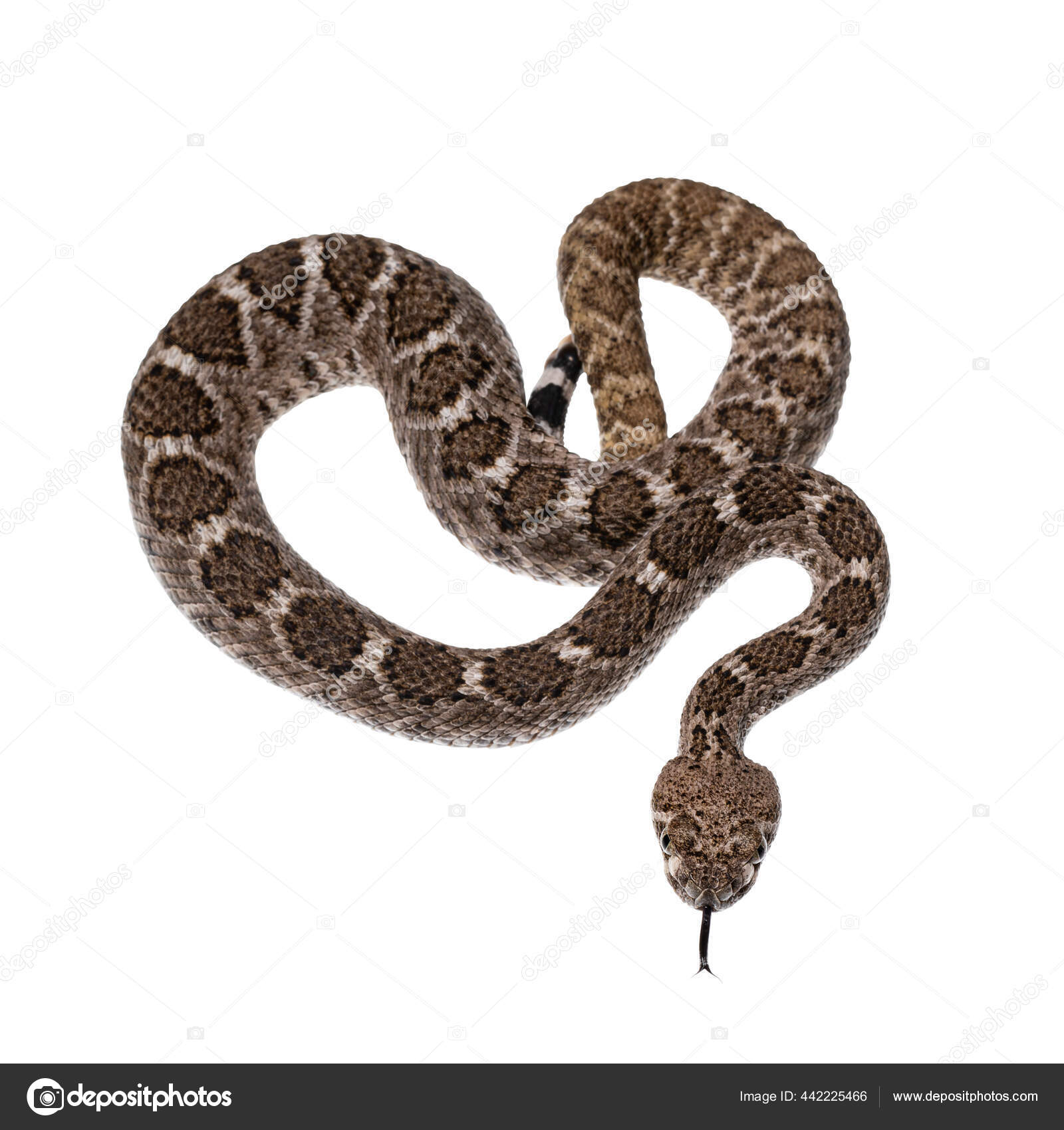 Snake Top View Snake Top View Royalty Free Images, Stock Photos