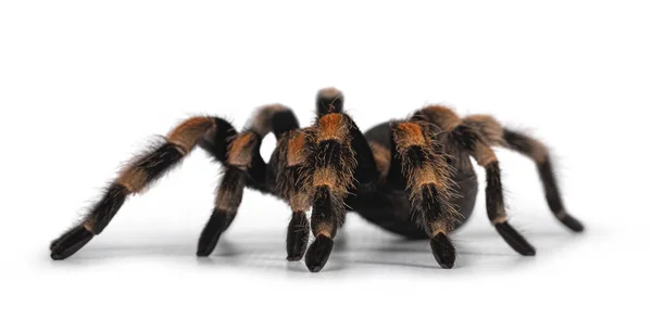 Vista Superior Tarántula Mexicana Rodilla Roja Alias Brachypelma ...