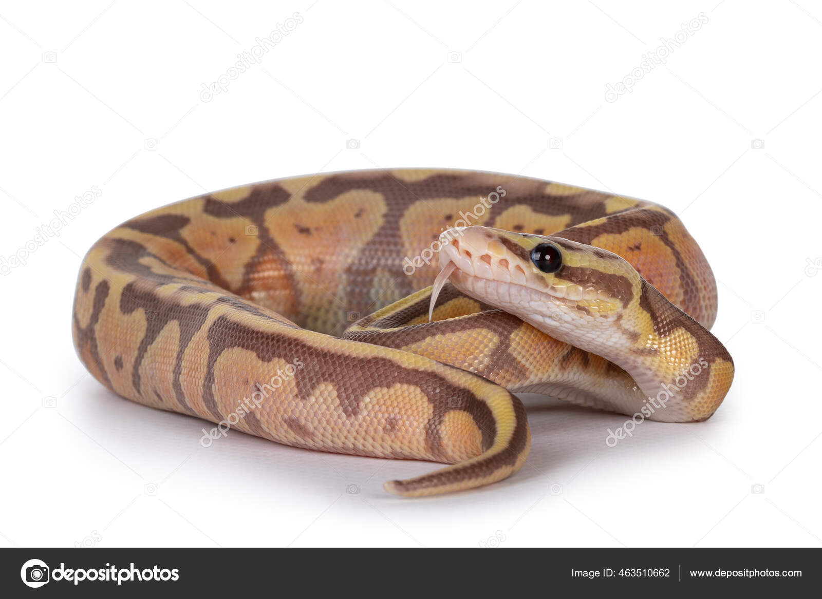 Super Pastel Coralglow Ballpython Aka Python Regius Curled Head Lifted ...