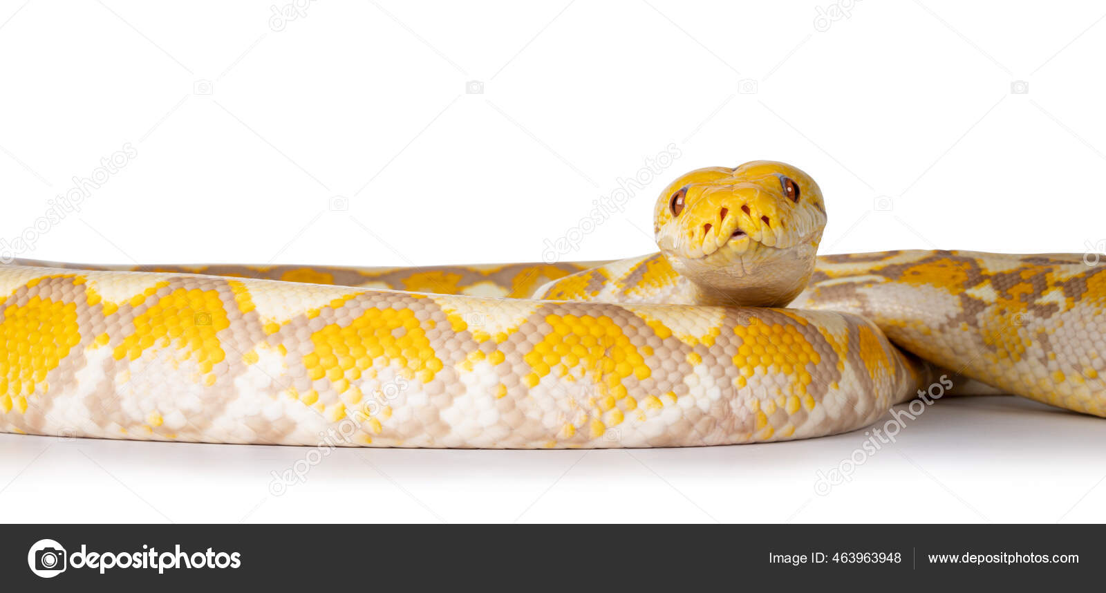 Lavanda Albino Pitón Reticulado Alias Serpiente Reticulatus Malayopitón ...