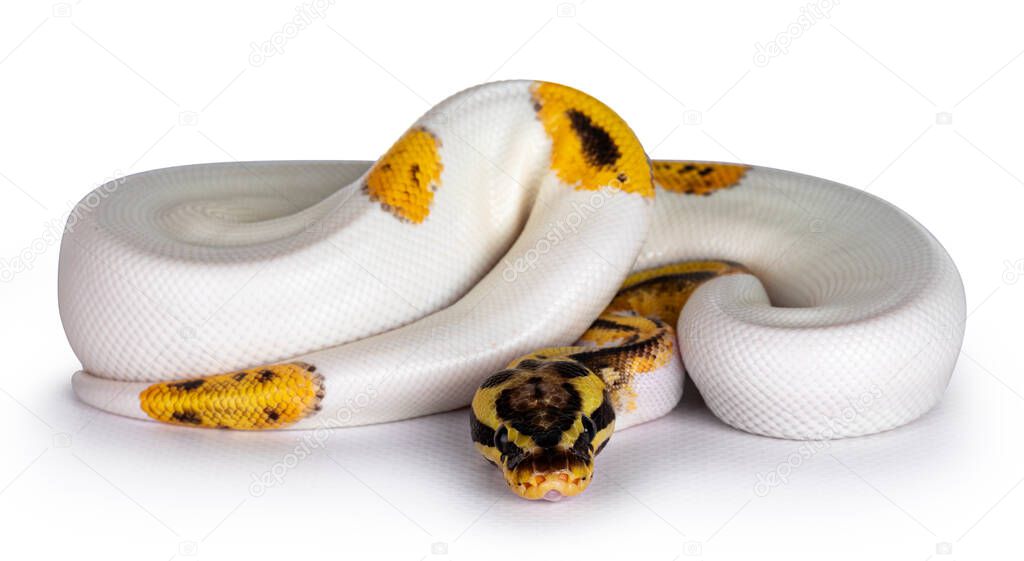 Joven Piebald Ball Python alias serpiente Python Regius. Muy alto en ...
