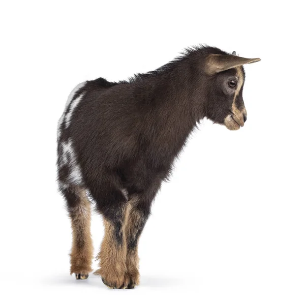 Pygmy goat Stock Photos, Royalty Free Pygmy goat Images | Depositphotos