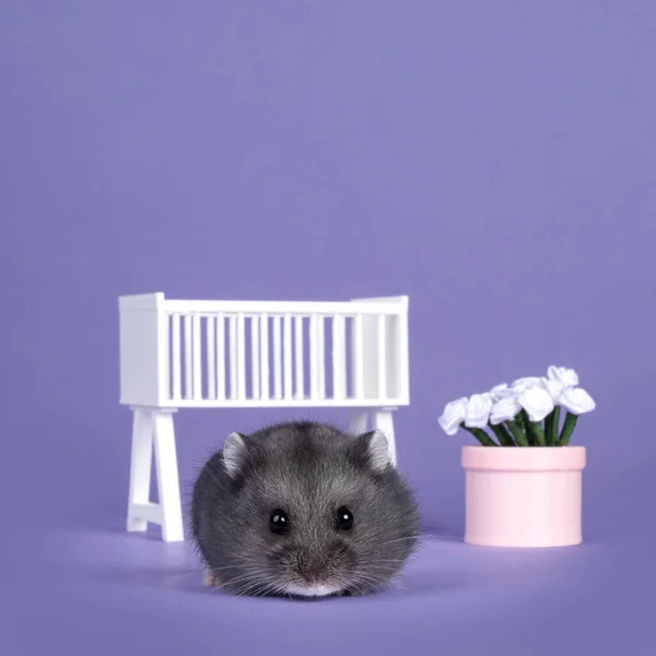 Cute Baby Hamsters Wallpaper