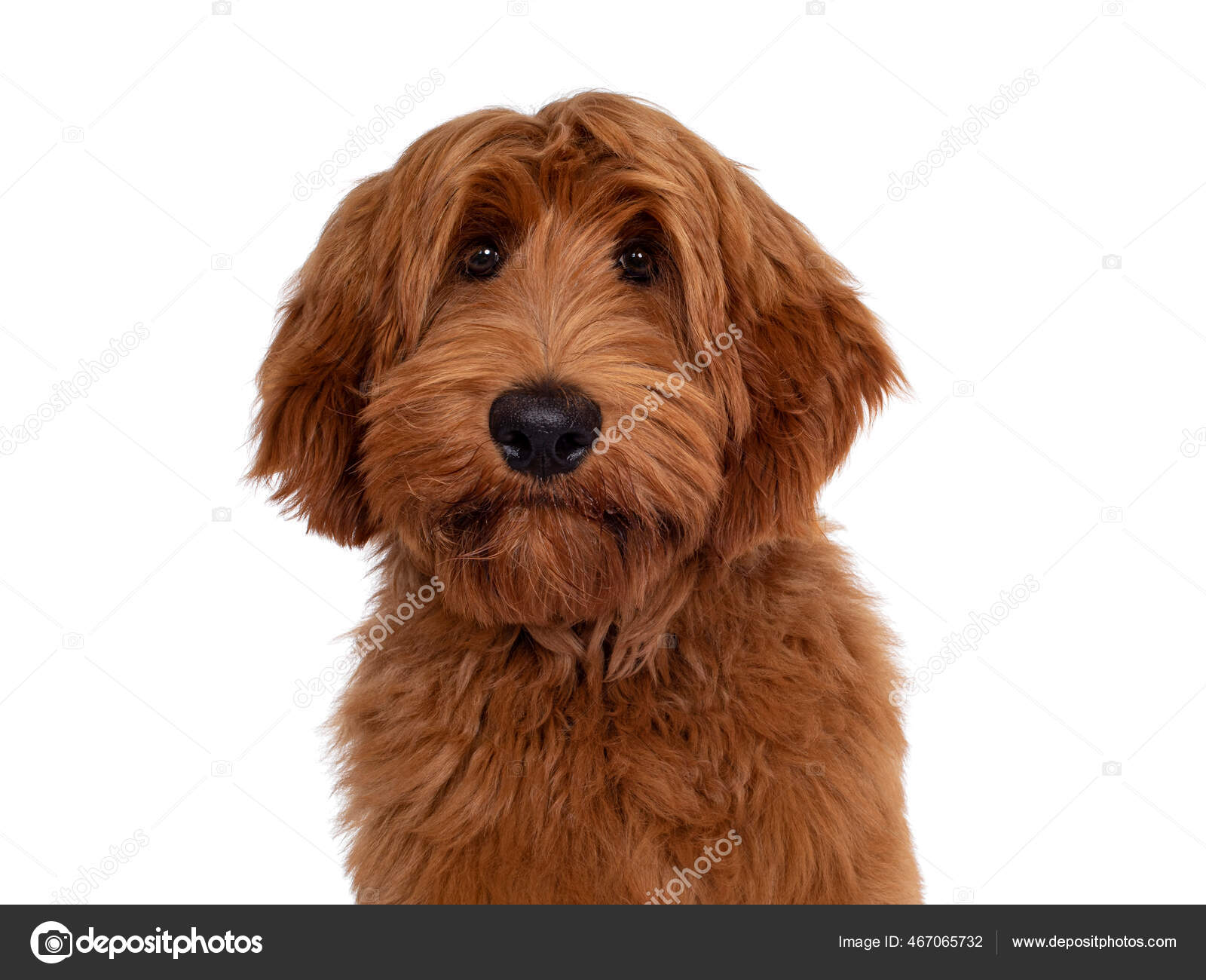 Apricot Australian Labradoodle