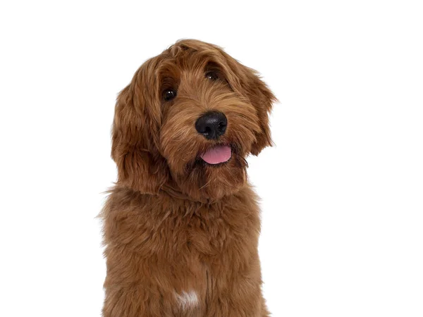 Australian labradoodle dog Stock Photos, Royalty Free Australian ...