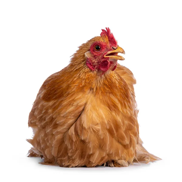Chicken breed Stock Photos, Royalty Free Chicken breed Images ...