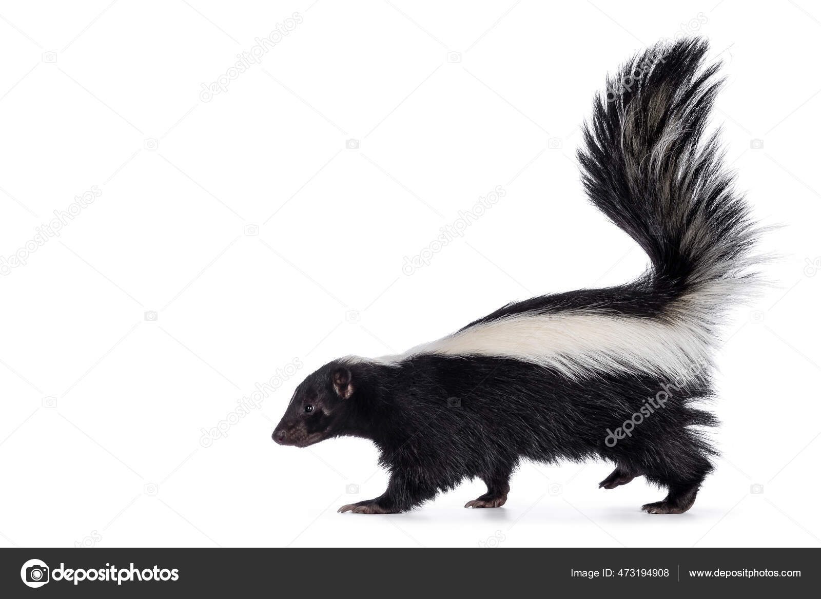 Cute Classic Black White Stripe Young Skunk Aka Mephitis Mephitis Stock ...
