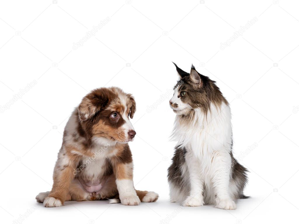 Lindo rojo merle blanco con el pastor australiano bronceado aka perro ...