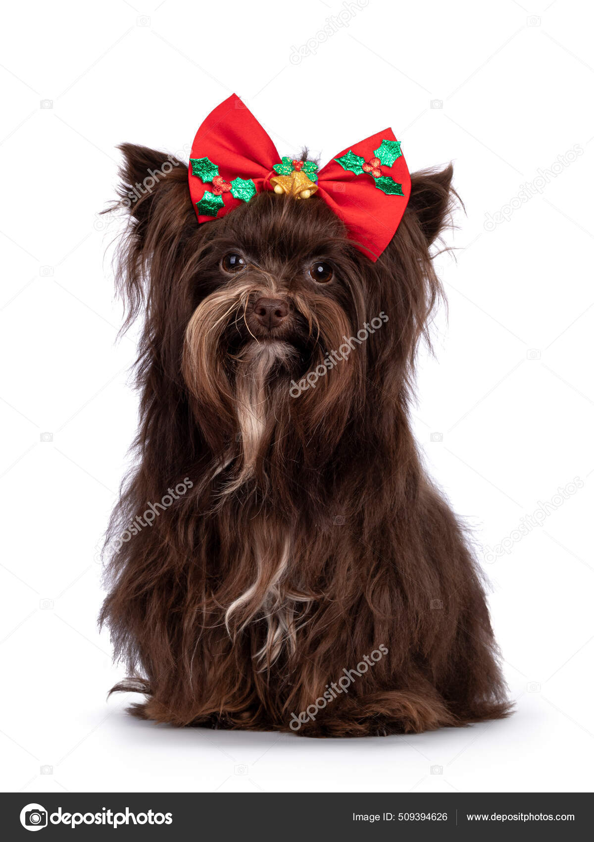 Cute Yorkie With Bow