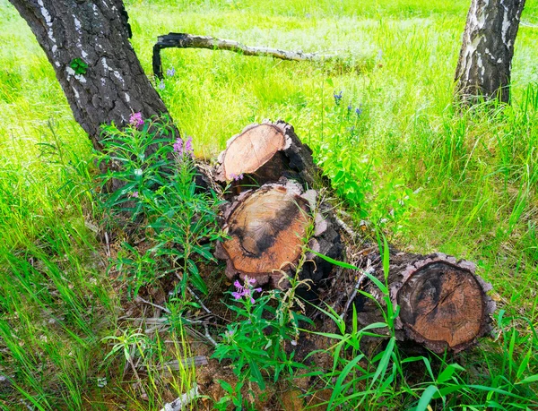 Cutting down trees Stock Photos, Royalty Free Cutting down trees Images ...