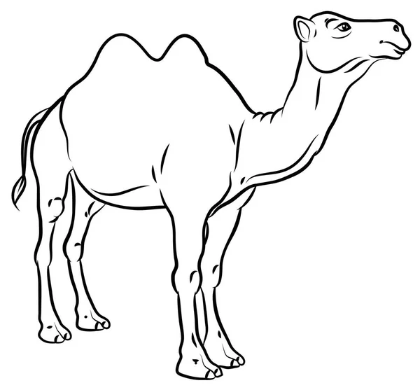 Camelus Stock Photos, Royalty Free Camelus Images | Depositphotos