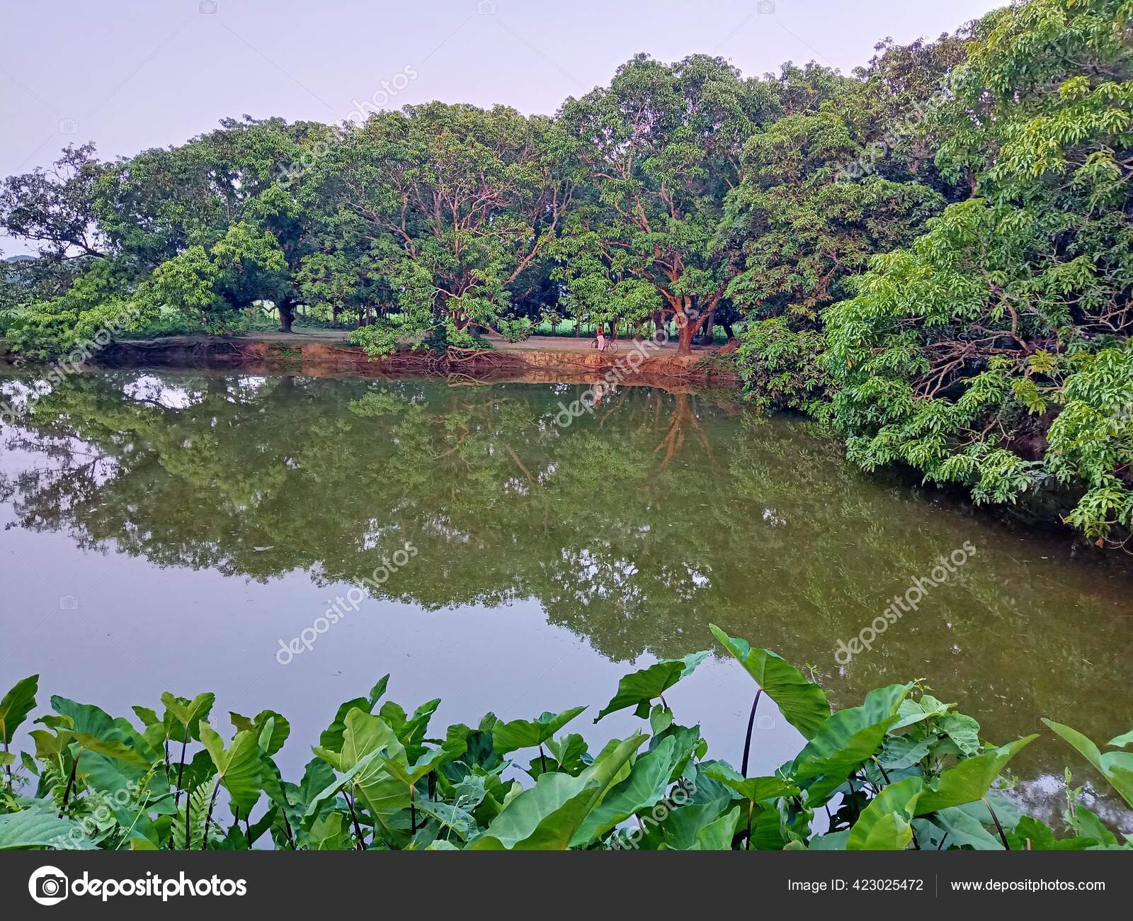 Beautiful Pond Middle Garden Mango Tree Pond Beautiful Nature West ...