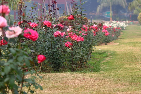 Rose campo Stock Photos, Royalty Free Rose campo Images | Depositphotos