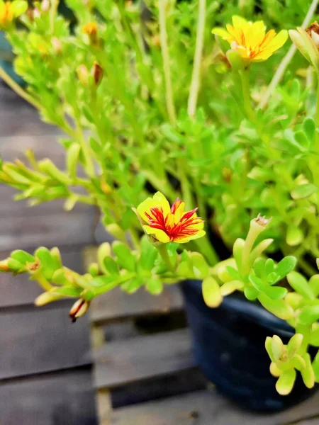 Portulaca grandiflora (Portulaca, Moss Rose, Sun plant, Sun Rose); Una ...