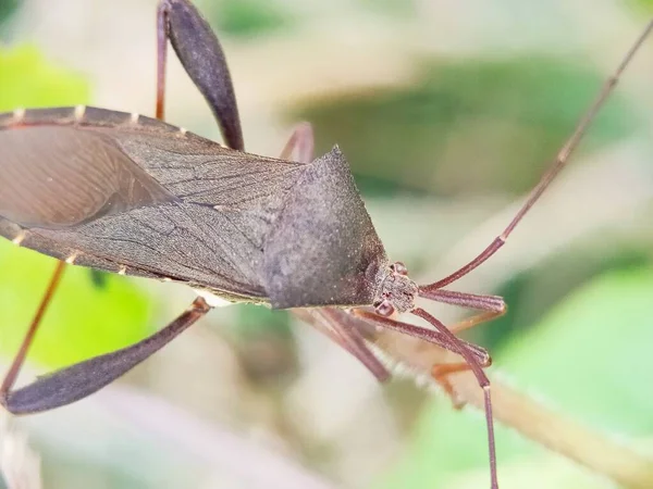 Texas insectes Stock Photos, Royalty Free Texas insectes Images ...