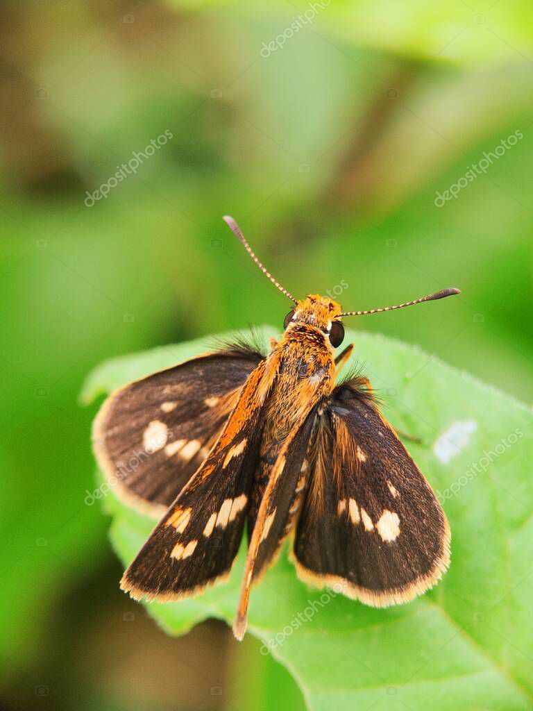 Pelopidas Mathias, comúnmente conocido como el Swift oscuro de marca ...