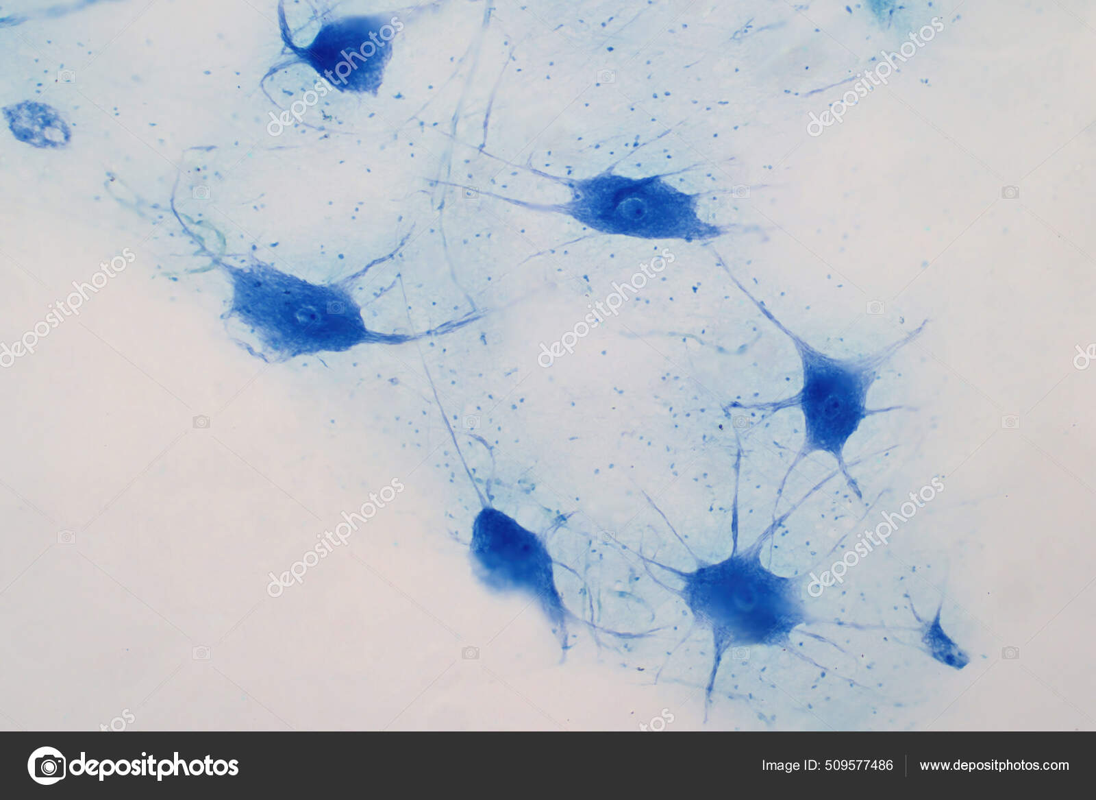 Neurons Cells Brain Light Microscope View Education Stock Illustration ...