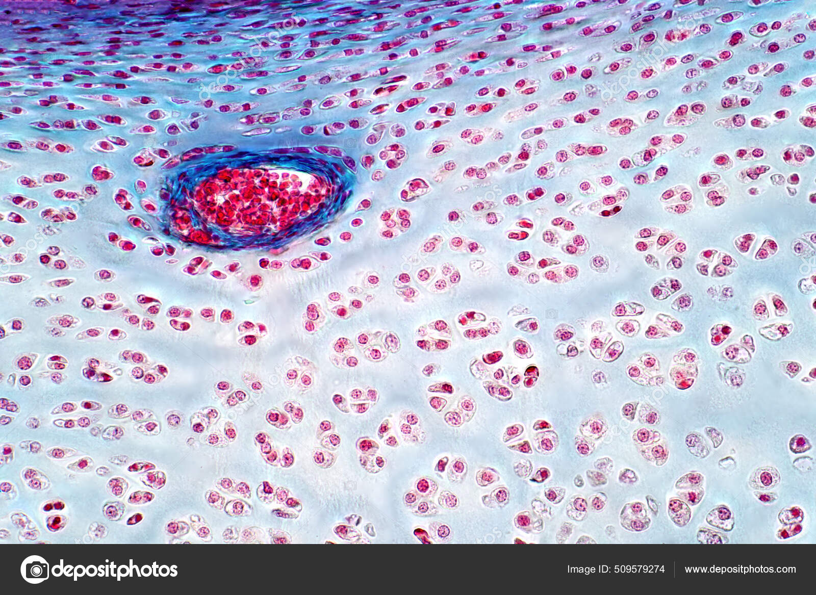 Human Hyaline Cartilage Bone Light Microscope View Histology Education ...