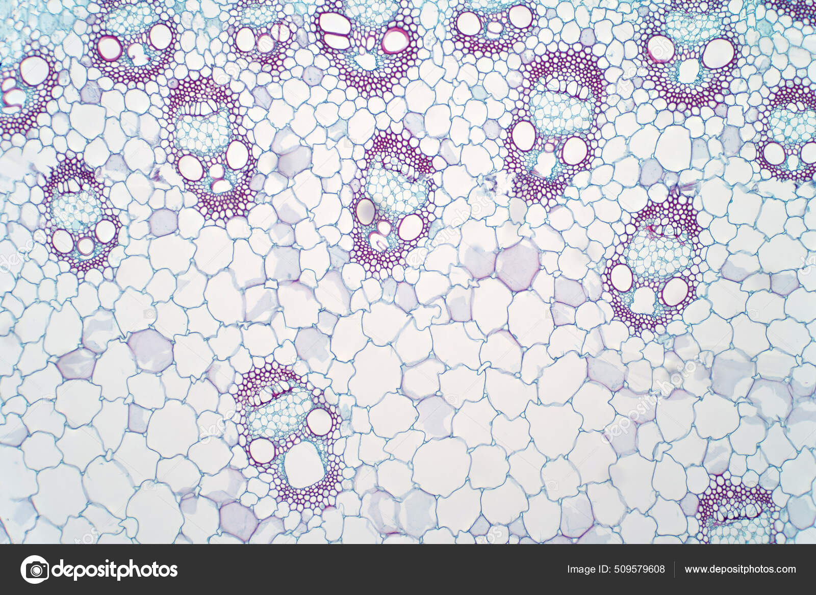 Monocot Leaves Microscope