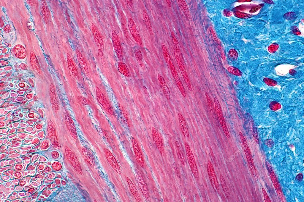 Histología del músculo liso humano bajo vista de microscopio ligero ...