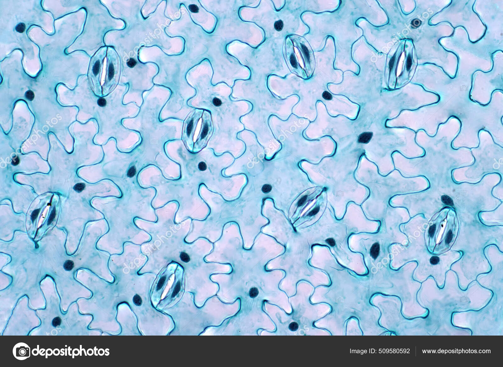 How To View A Leaf Under A Microscope - Infoupdate.org