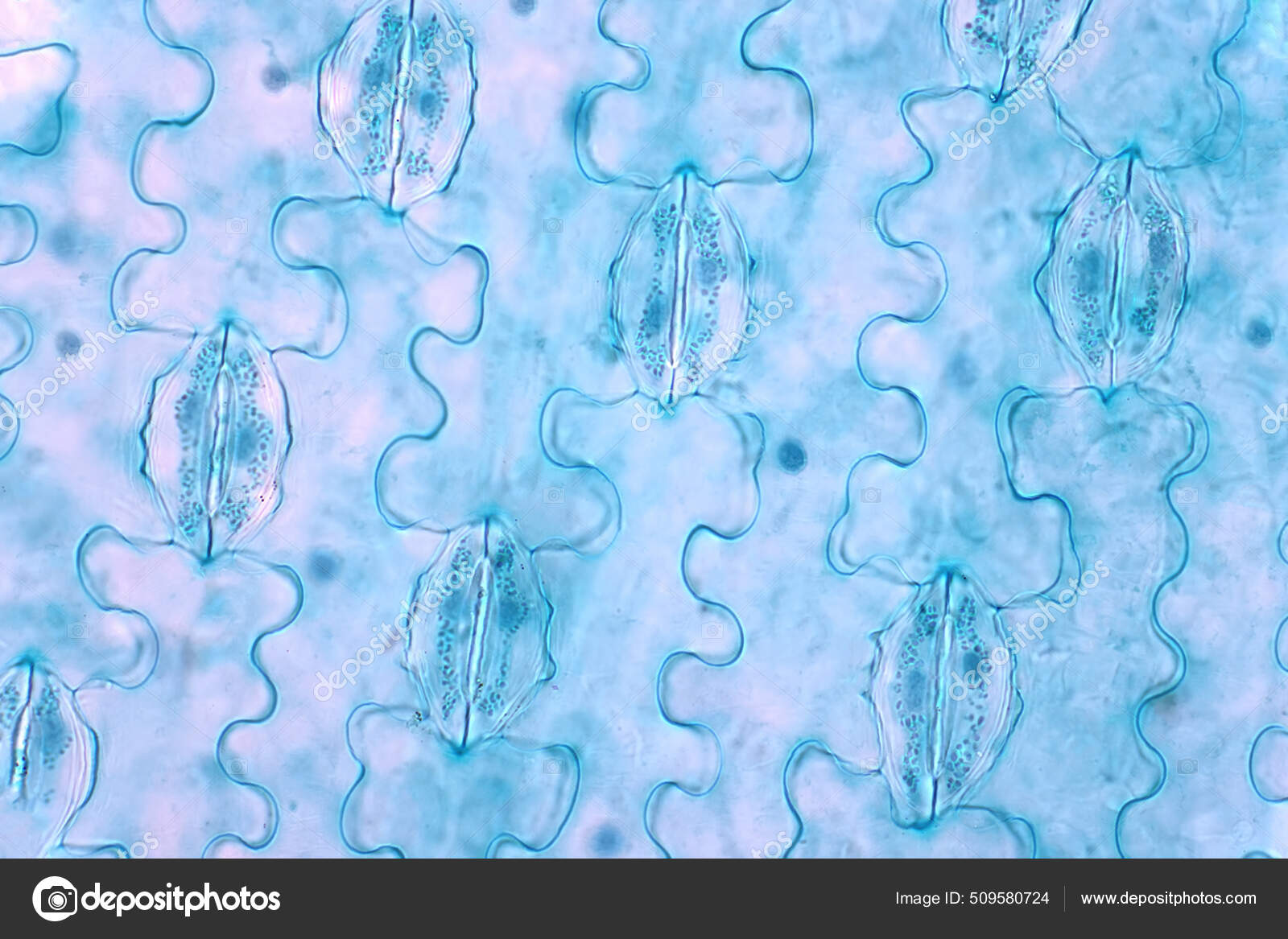 Stomata Microscope View