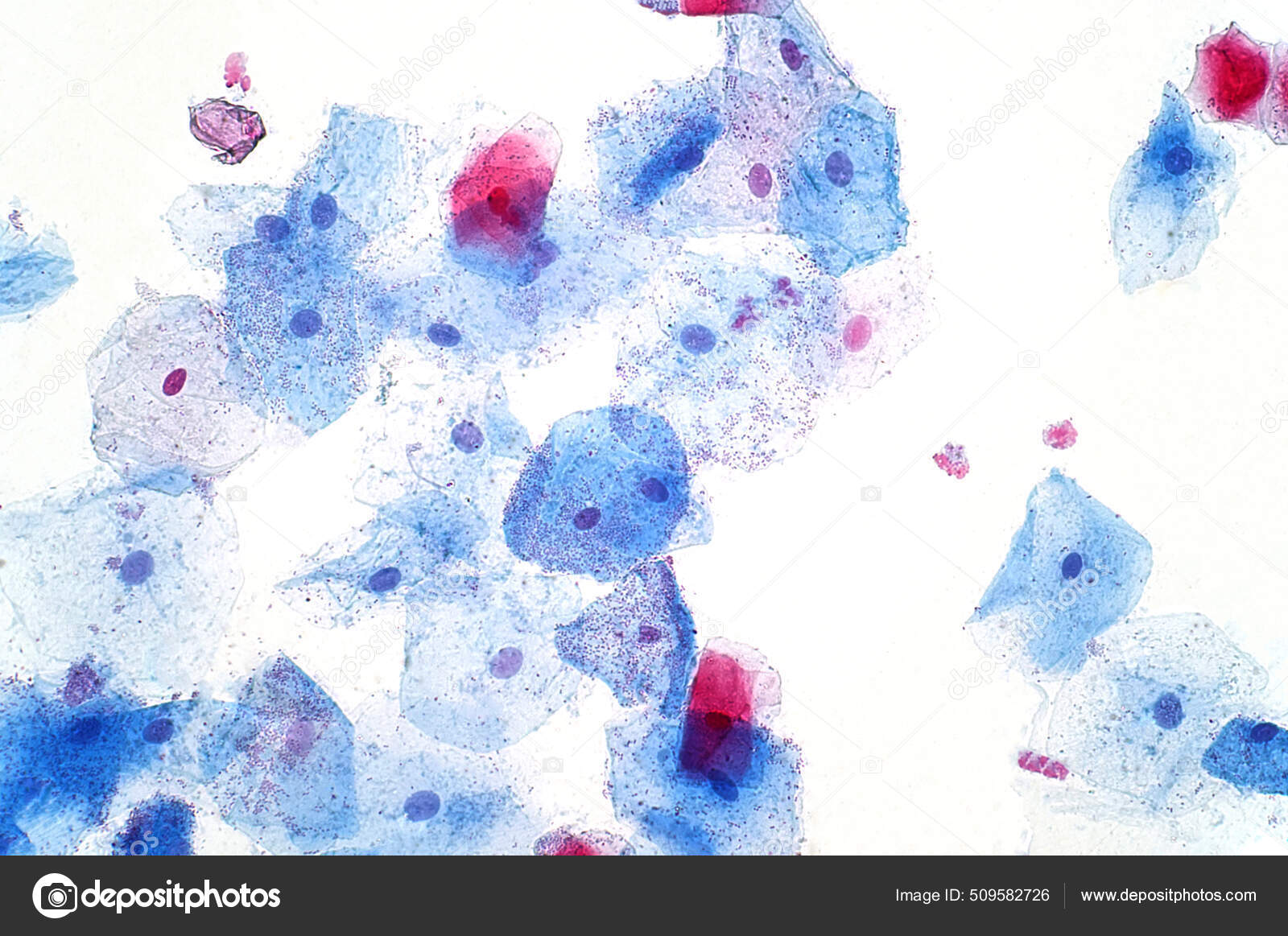 Buccal Mucosa Cell Lining Cheeks Back Lips Light Microscope Stock ...