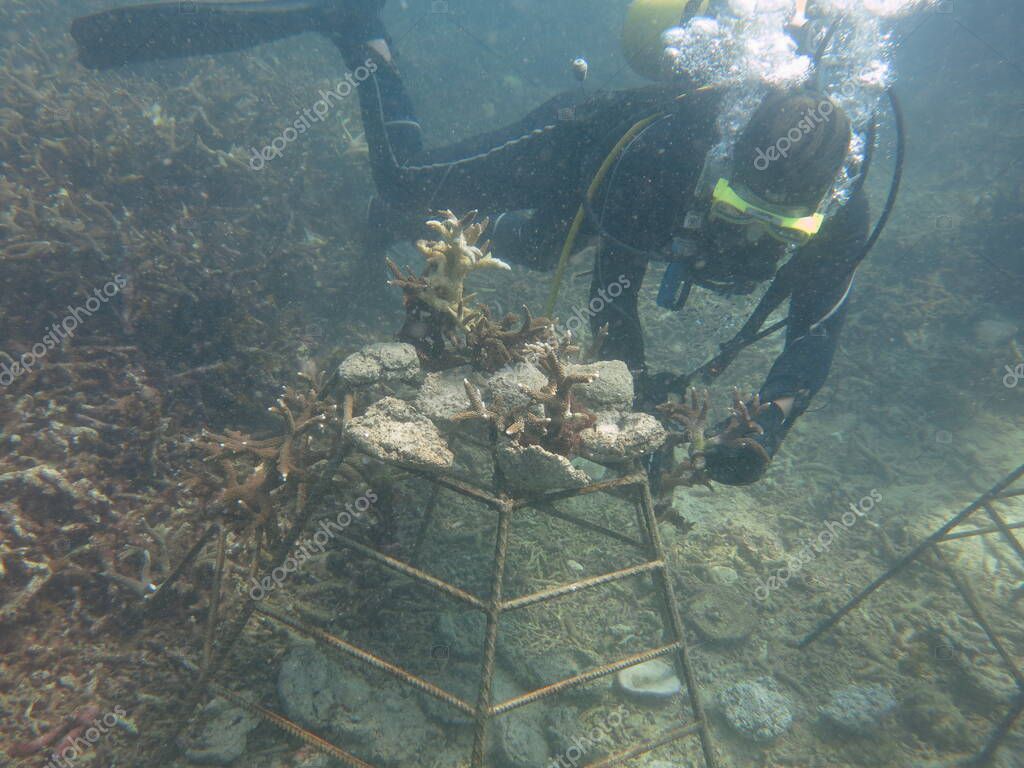 El marco de coral con roca viva artificial y fragmento de coral en el ...