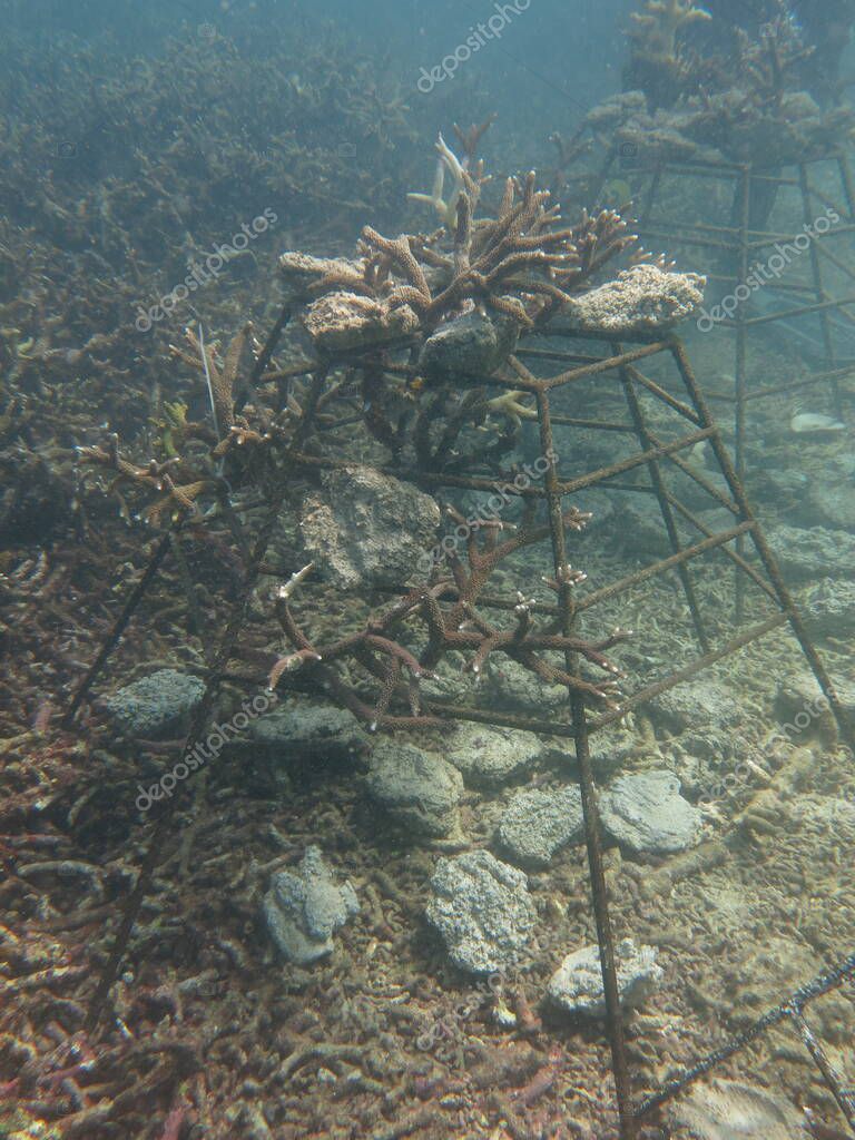 El marco de coral con roca viva artificial y fragmento de coral en el ...