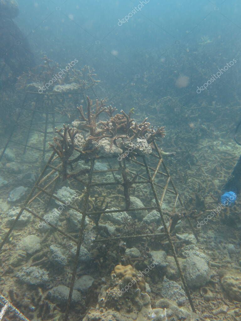El marco de coral con roca viva artificial y fragmento de coral en el ...