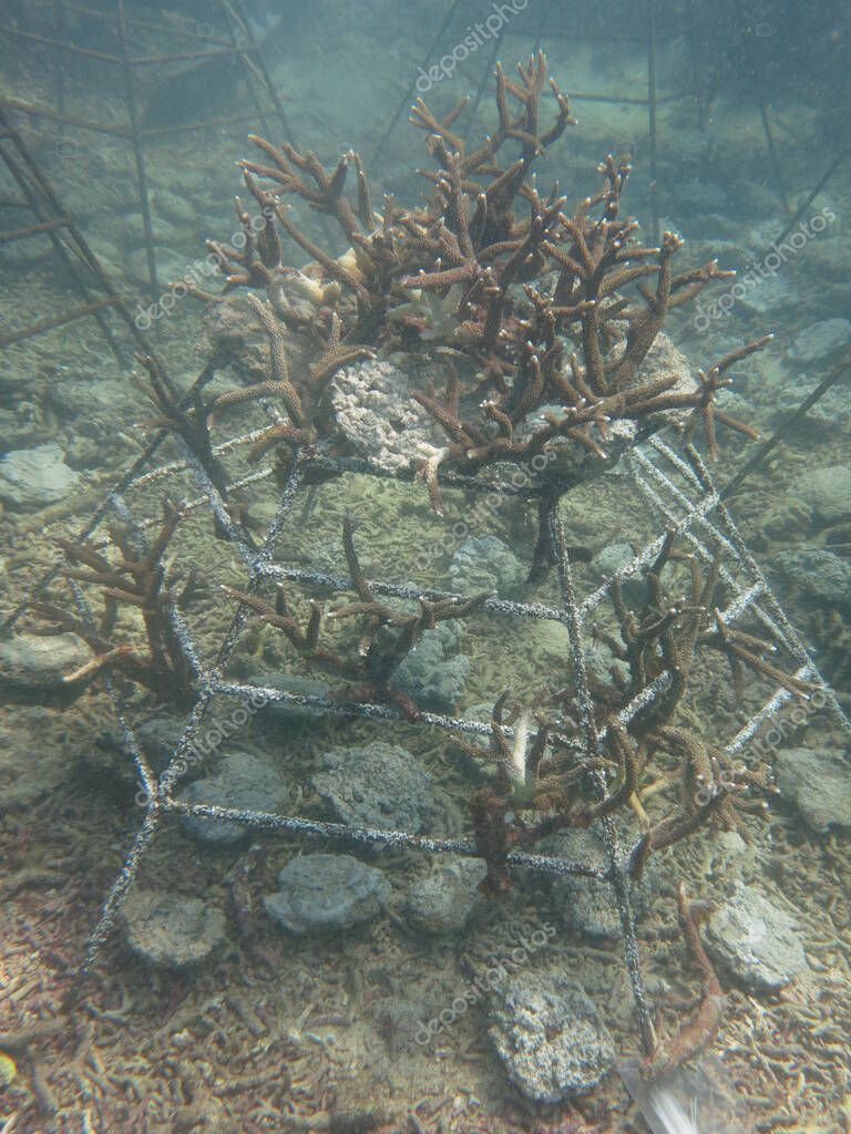 El marco de coral con roca viva artificial y fragmento de coral en el ...